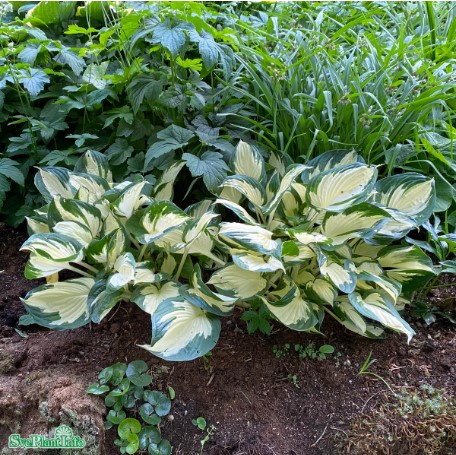Köp Hosta 'Fire and Ice' 9cm kruka hos din trädgårdsmästare | Odla.nu