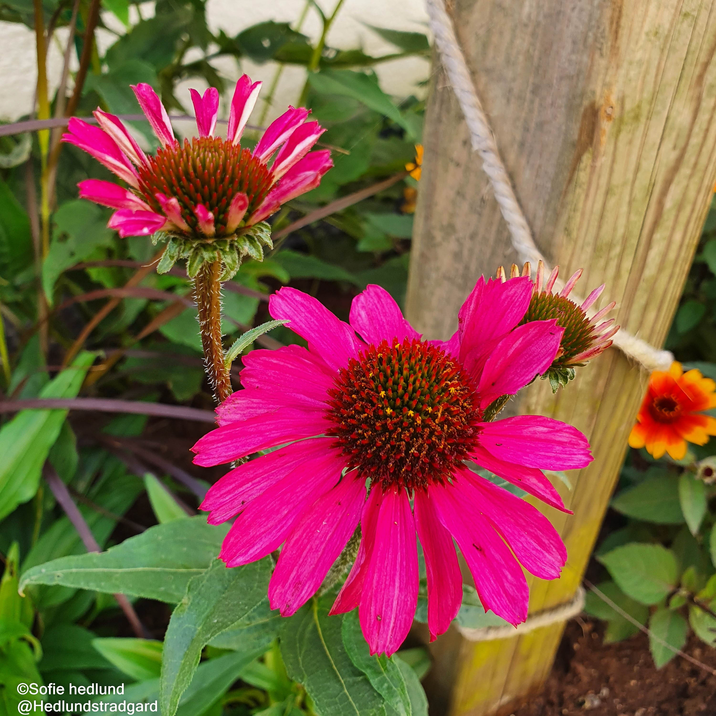 Köp Solhatt 'Sensation Pink' 9cm kruka hos din trädgårdsmäs | Odla.nu