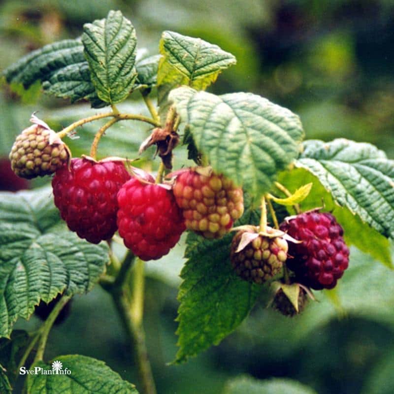 Köp Hösthallon 'Autumn Bliss' 1-pack i kruka hos din trädgå | Odla.nu