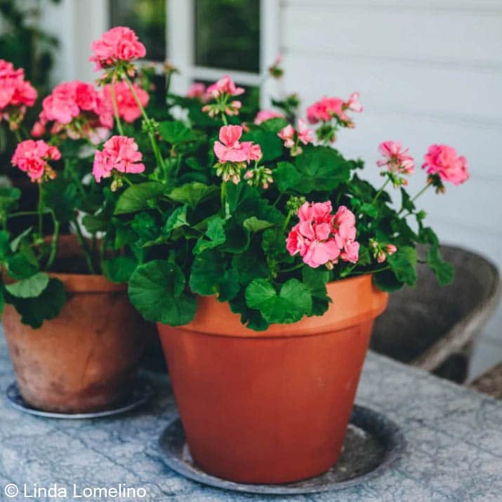 Köp Pelargon hos din trädgårdsmästare på nätet | Odla.nu
