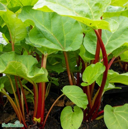 Köp Rabarber 'Barbro' 1-pack hos din trädgårdsmästare på nä | Odla.nu