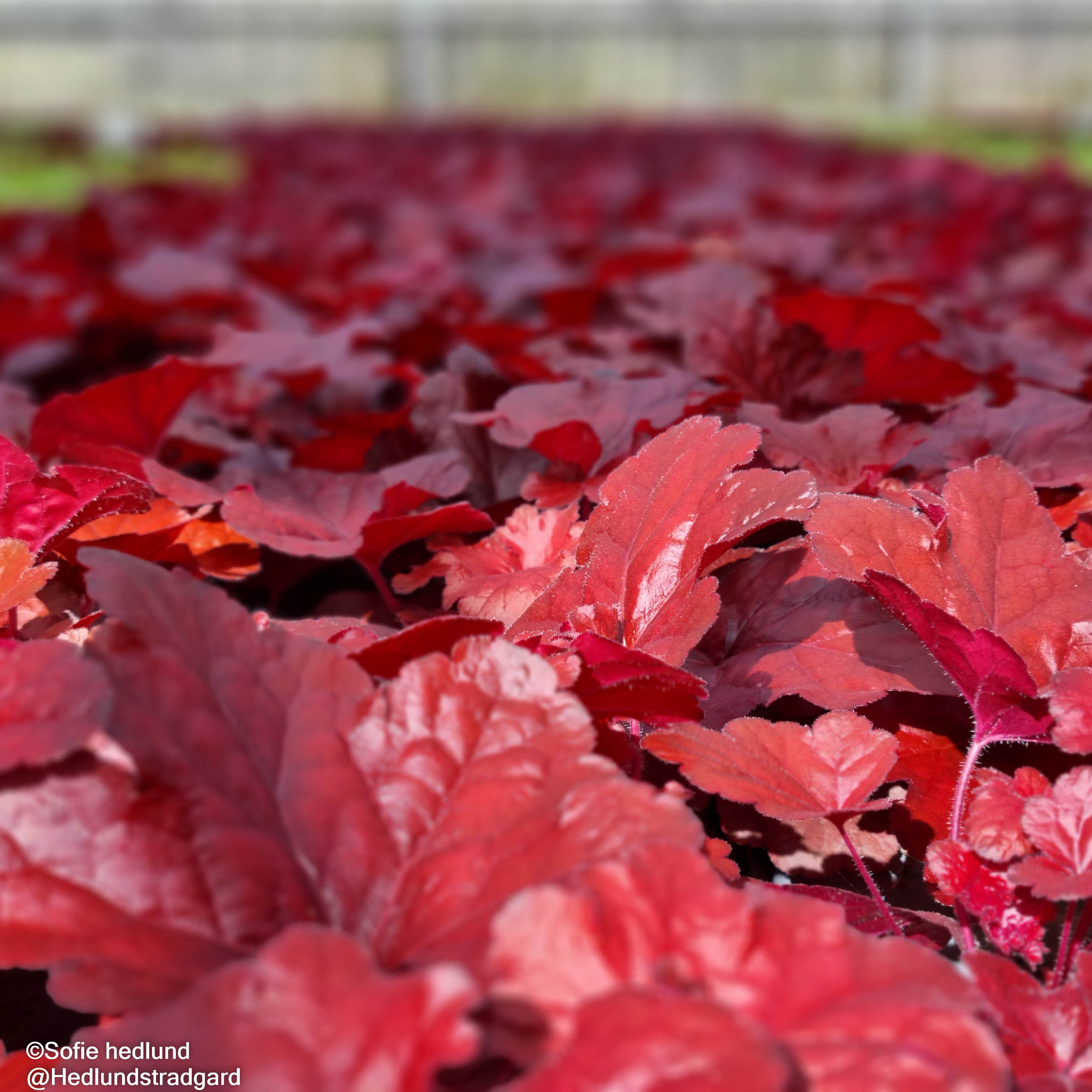 Köp Alunrot 'Forever Red' 12cm kruka hos din trädgårdsmästa | Odla.nu