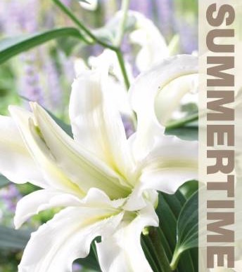 Köp Lilja 'Polar Star' 1st hos din trädgårdsmästare på näte | Odla.nu