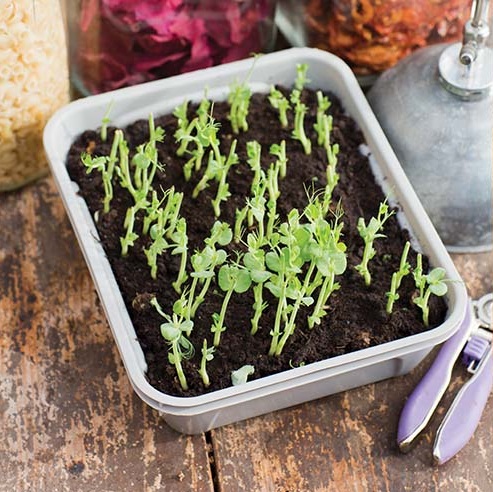 Köp Miniväxthus 'Micro Leaf' 1-box hos din trädgårdsmästare | Odla.nu