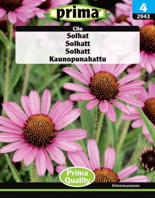 Köp Rudbeckia & Solhatt hos din trädgårdsmästare på nätet | Odla.nu