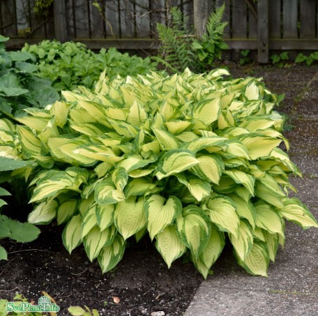 Köp Hosta 'Fortunei Albopicta' 11cm kruka hos din trädgårds | Odla.nu
