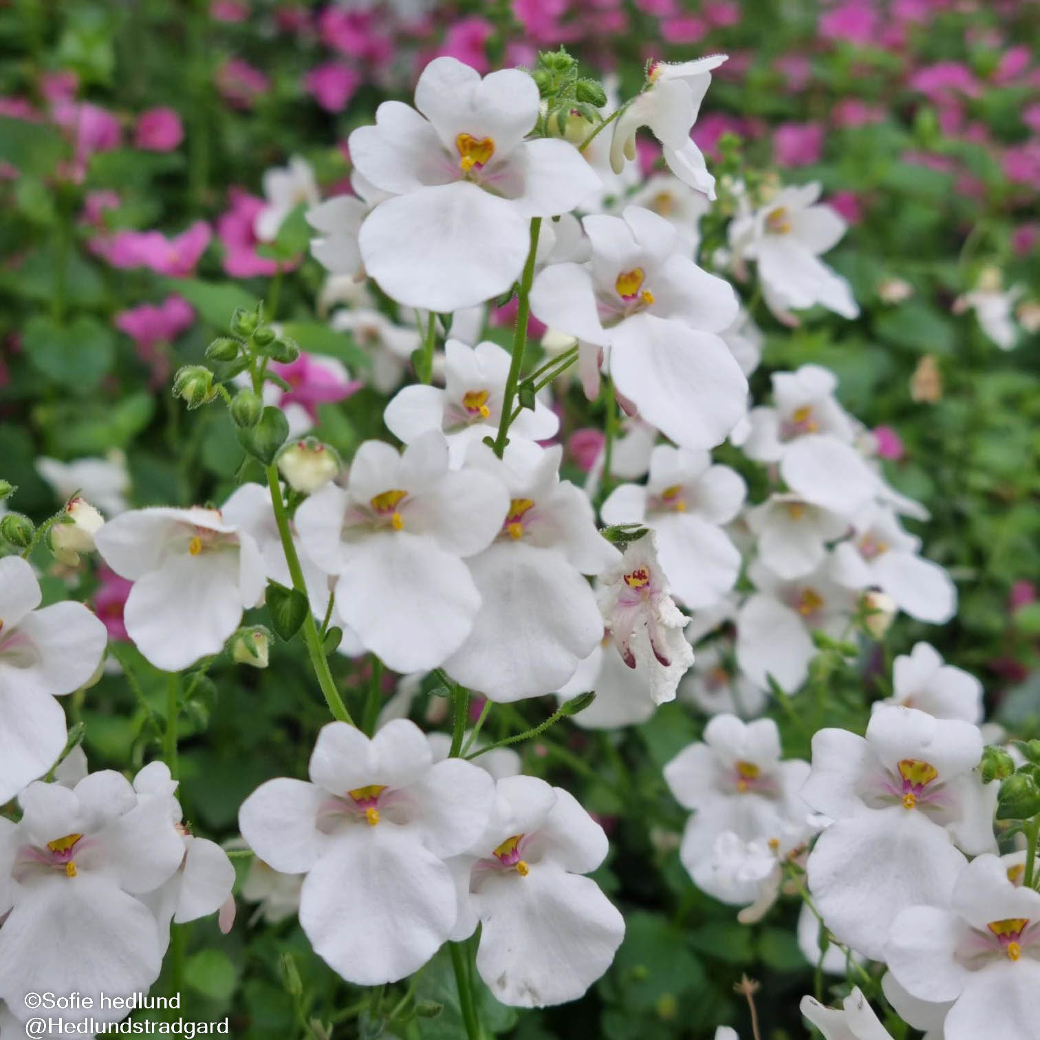 Köp Tvillingsporre 'Darla White' 10,5cm kruka hos din trädg | Odla.nu