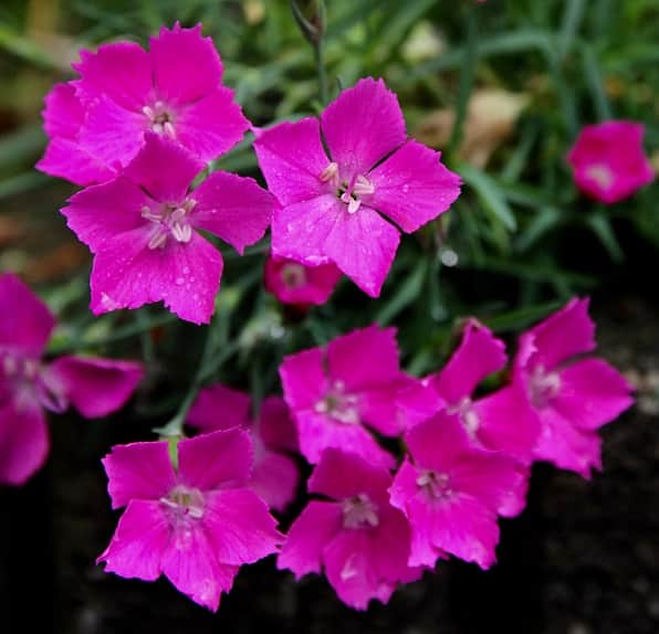 Köp Nejlika 'Waikiki Pink' 12cm kruka hos din trädgårdsmäst | Odla.nu