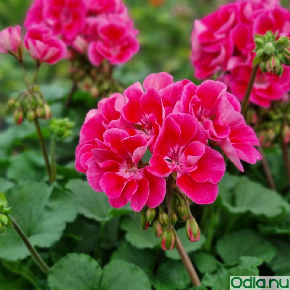 Köp Pelargon hos din trädgårdsmästare på nätet | Odla.nu