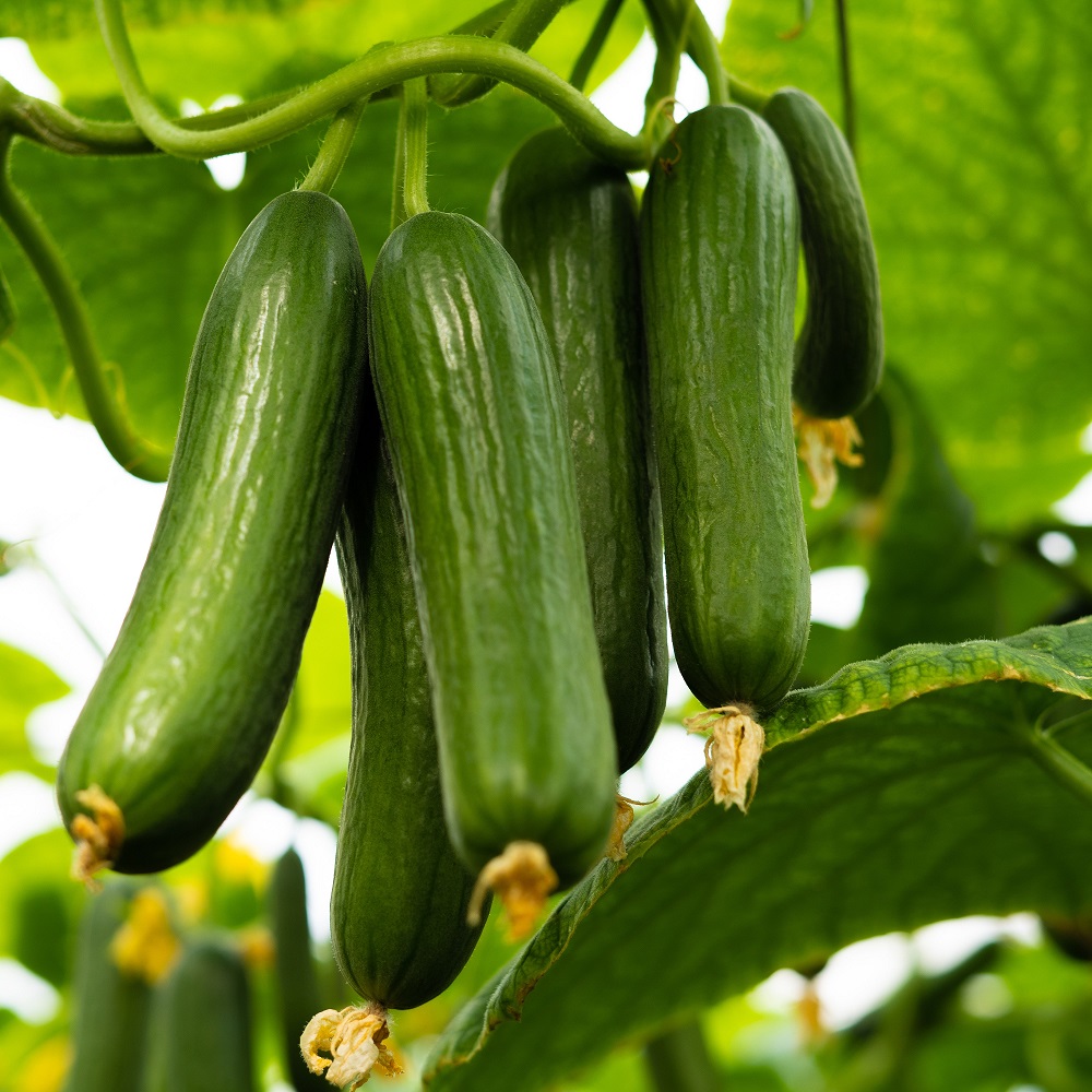 Köp Minigurka 'Iznik' 10,5cm kruka hos din trädgårdsmästare | Odla.nu