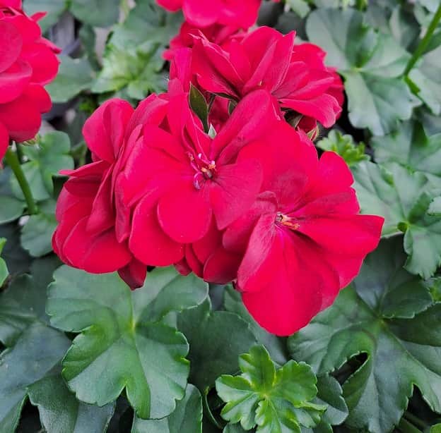 Köp Pelargon hos din trädgårdsmästare på nätet | Odla.nu