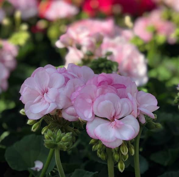 Köp Pelargon hos din trädgårdsmästare på nätet | Odla.nu