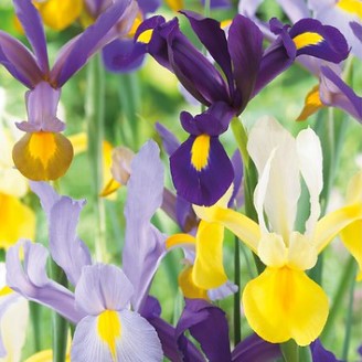 Köp Holländsk Iris 'Mix' 10st hos din trädgårdsmästare på n | Odla.nu