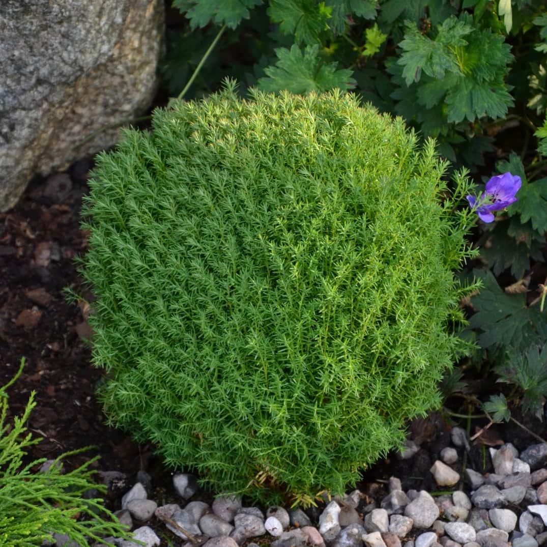 Köp Tuja 'Teddy' 20-25 co 3-pack hos din trädgårdsmästare p | Odla.nu