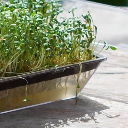 Köp Fröer hos din trädgårdsmästare på nätet | Odla.nu