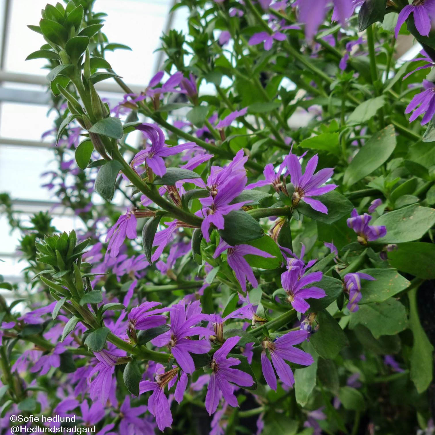 Köp Femtunga 'Fancy Violet' 10,5cm kruka hos din trädgårdsm | Odla.nu