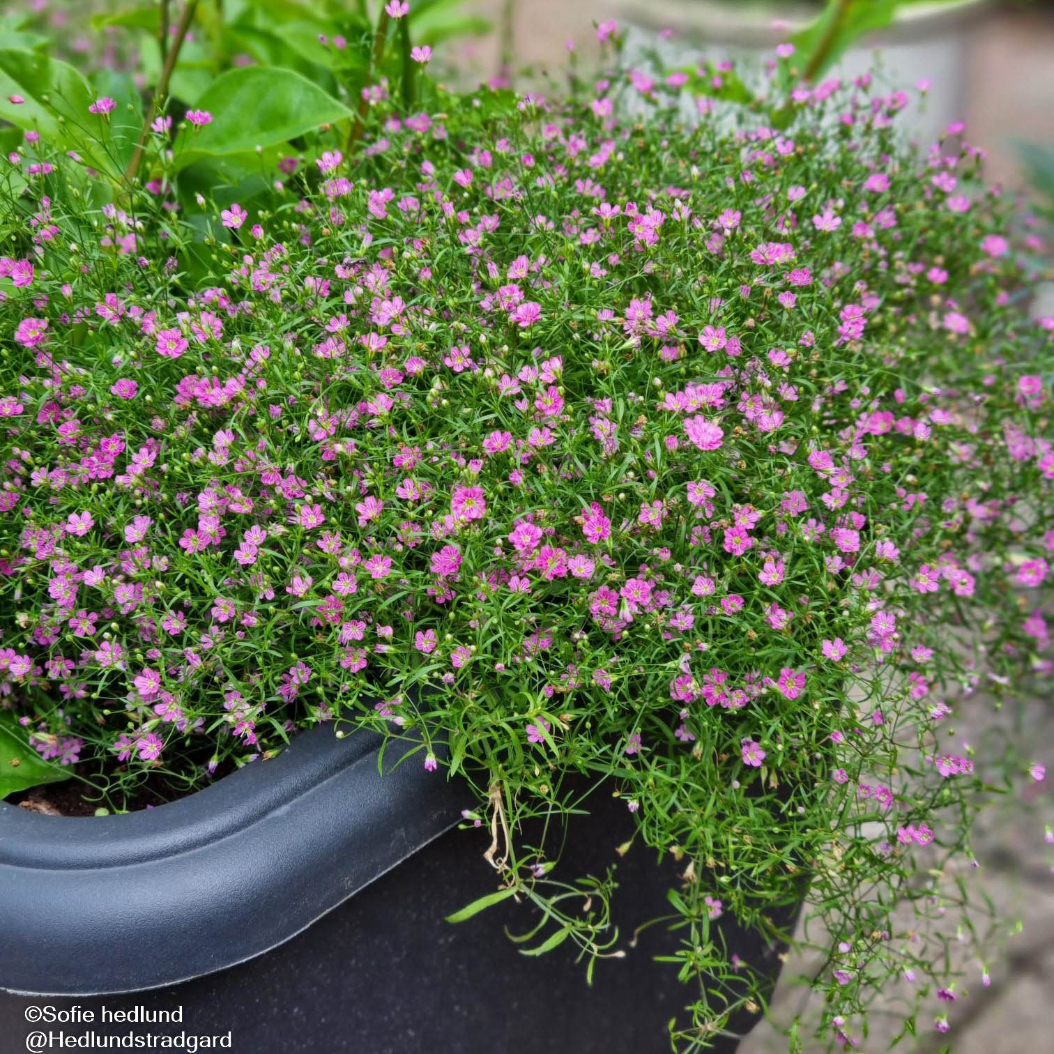 Köp Grusnejlika 'Gypsy Deep Rose' 10,5cm kruka hos din träd | Odla.nu