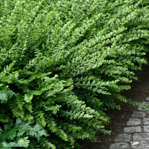 Köp Myrtentry 'Maigrün' 10-pack i kruka hos din trädgårdsmä | Odla.nu