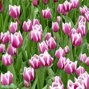 Köp Triumphtulpan 'Synaeda Blue' 5st hos din trädgårdsmästa | Odla.nu