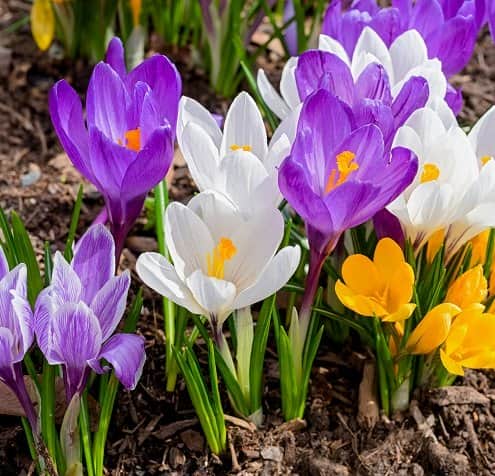 Köp Lök & knöl hos din trädgårdsmästare på nätet | Odla.nu