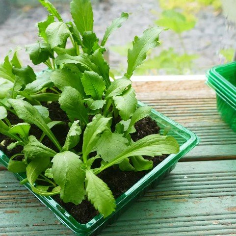 Köp Tråg Visiroot 'Standard Seed Tray' 4st hos din trädgård | Odla.nu