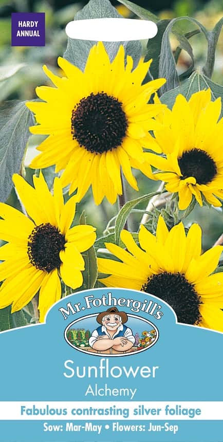 Köp Solros hos din trädgårdsmästare på nätet | Odla.nu