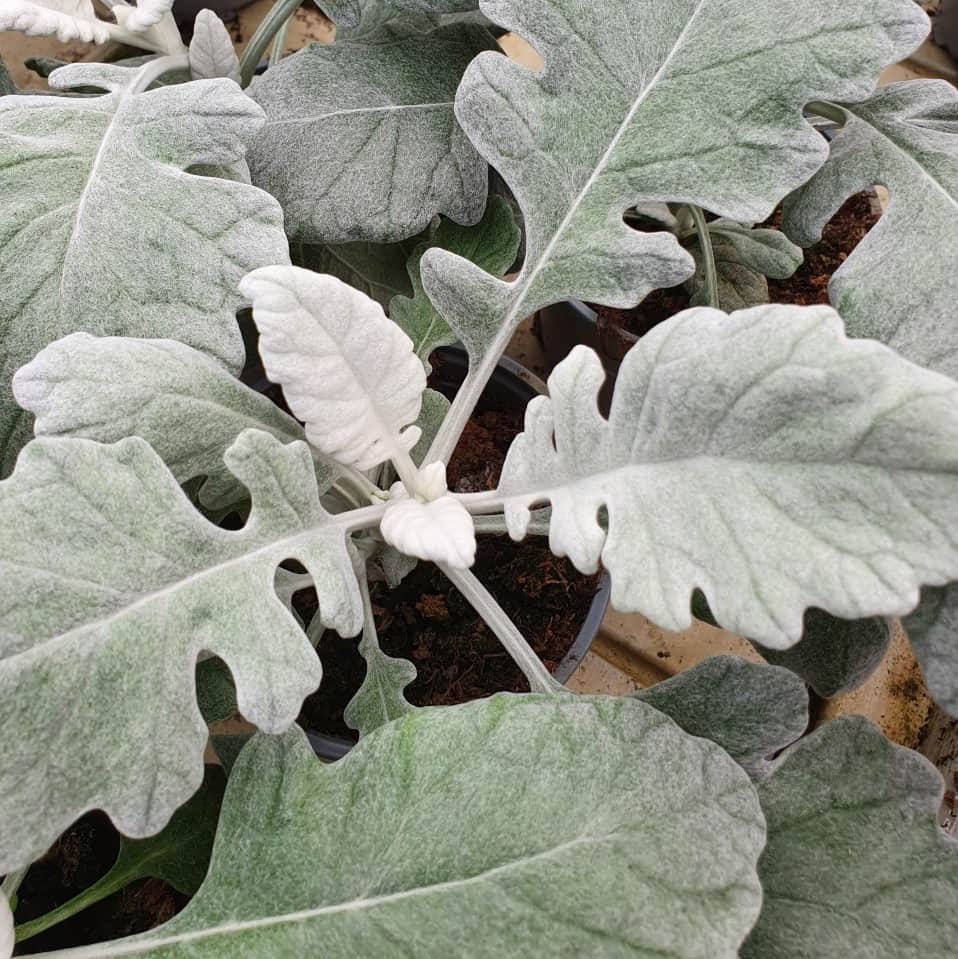 Köp Silverek 'Silver Gleam' 12cm kruka hos din trädgårdsmäs | Odla.nu