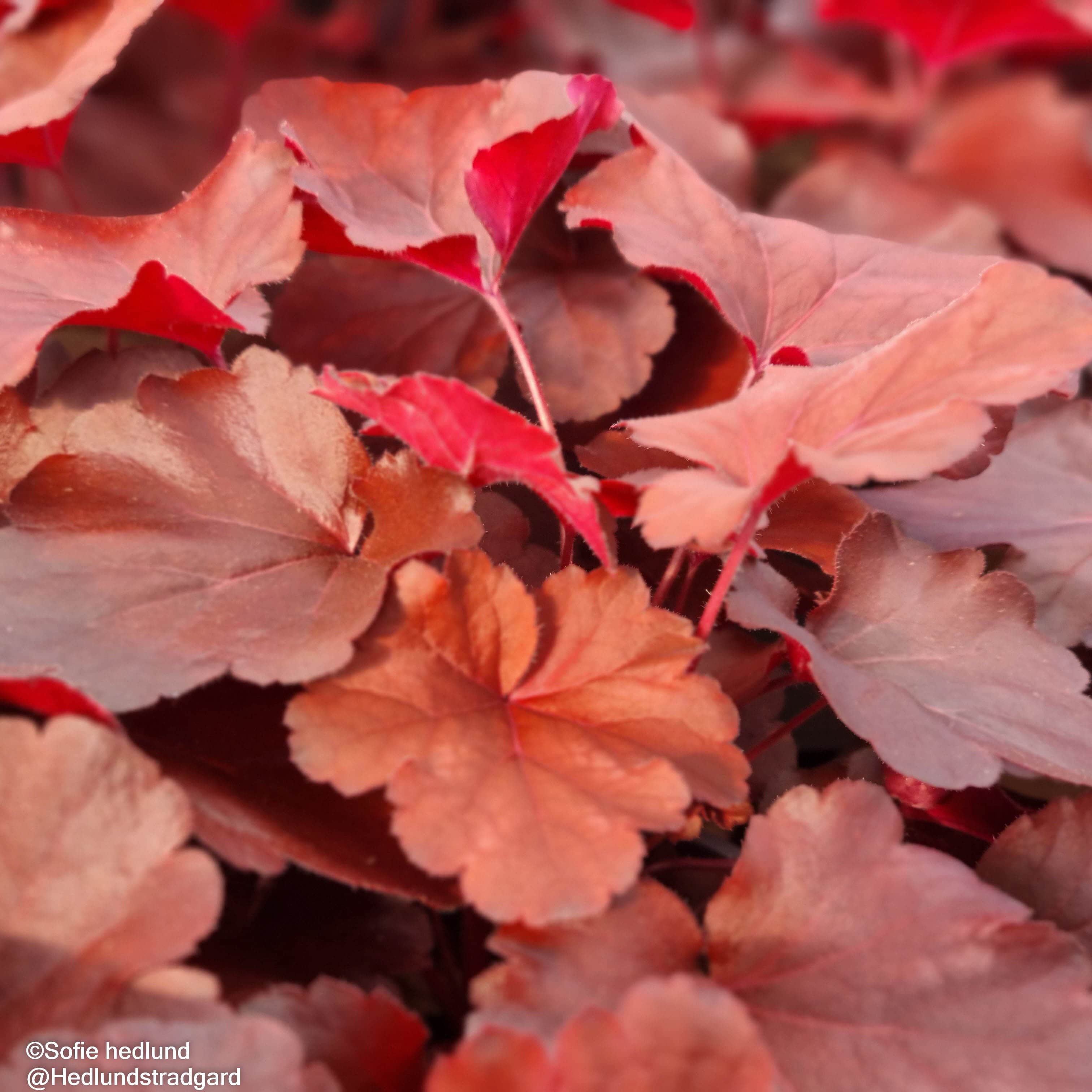 Köp Alunrot 'Royal Ruby' 12cm kruka hos din trädgårdsmästar | Odla.nu