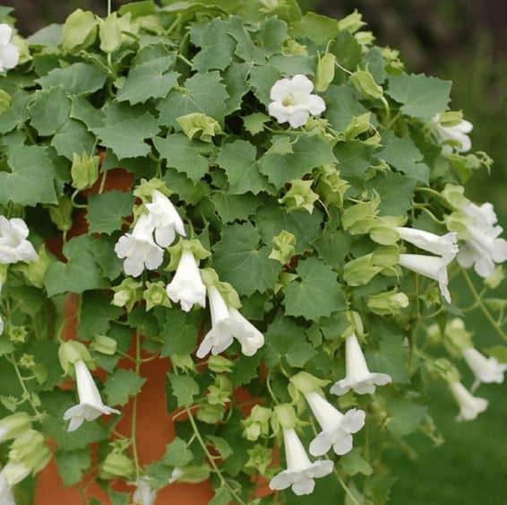 Köp Lejongapsranka 'Lofos Compact White' 10,5cm kruka hos d | Odla.nu