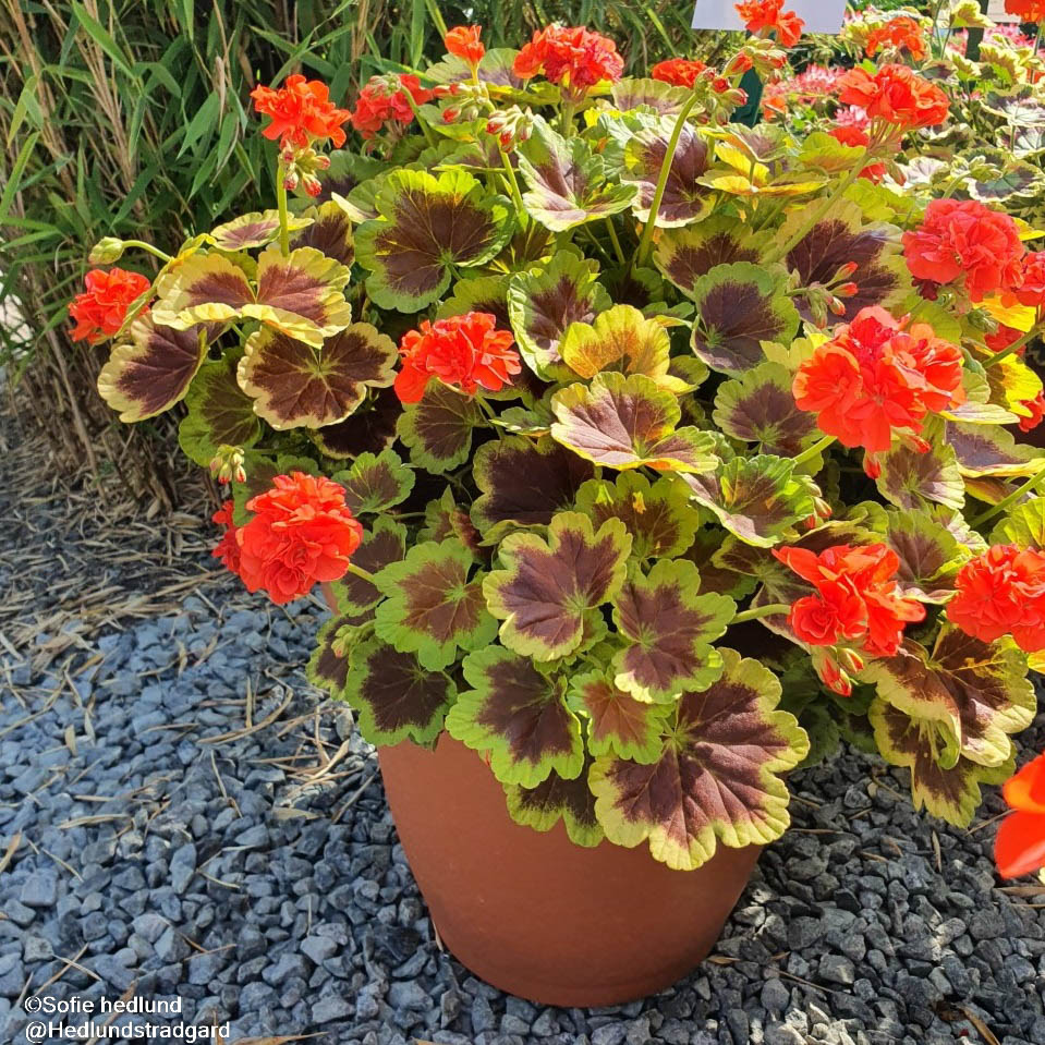 Köp Brokbladig pelargon 'Occold Shield' 12 cm kruka hos din | Odla.nu