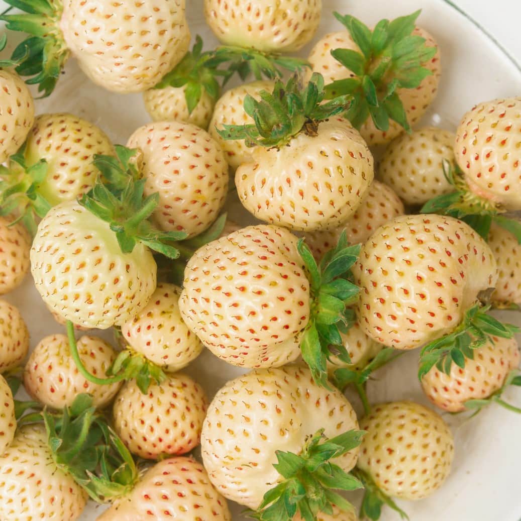 Köp Frukt & bärbuskar hos din trädgårdsmästare på nätet | Odla.nu