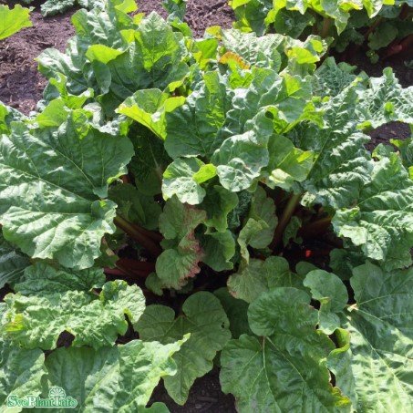 Köp Rabarber 'Victoria' 3-pack hos din trädgårdsmästare på | Odla.nu