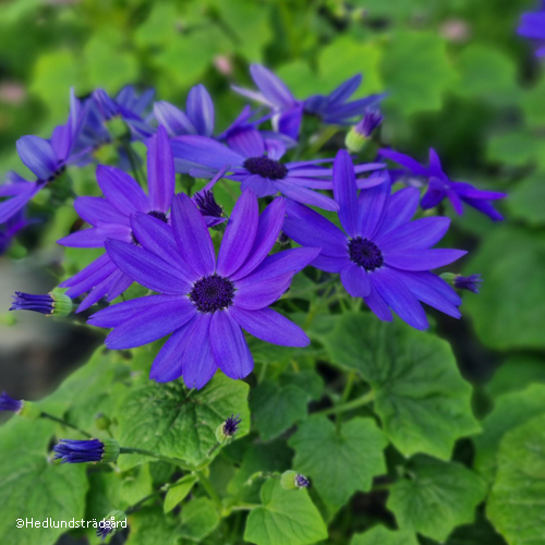 Köp Cineraria 'Senetti Super Blue' 12cm kruka hos din trädg | Odla.nu
