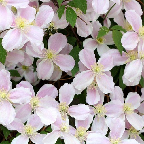 Köp Klematis 'Fragrant Spring' 3-pack hos din trädgårdsmäst | Odla.nu