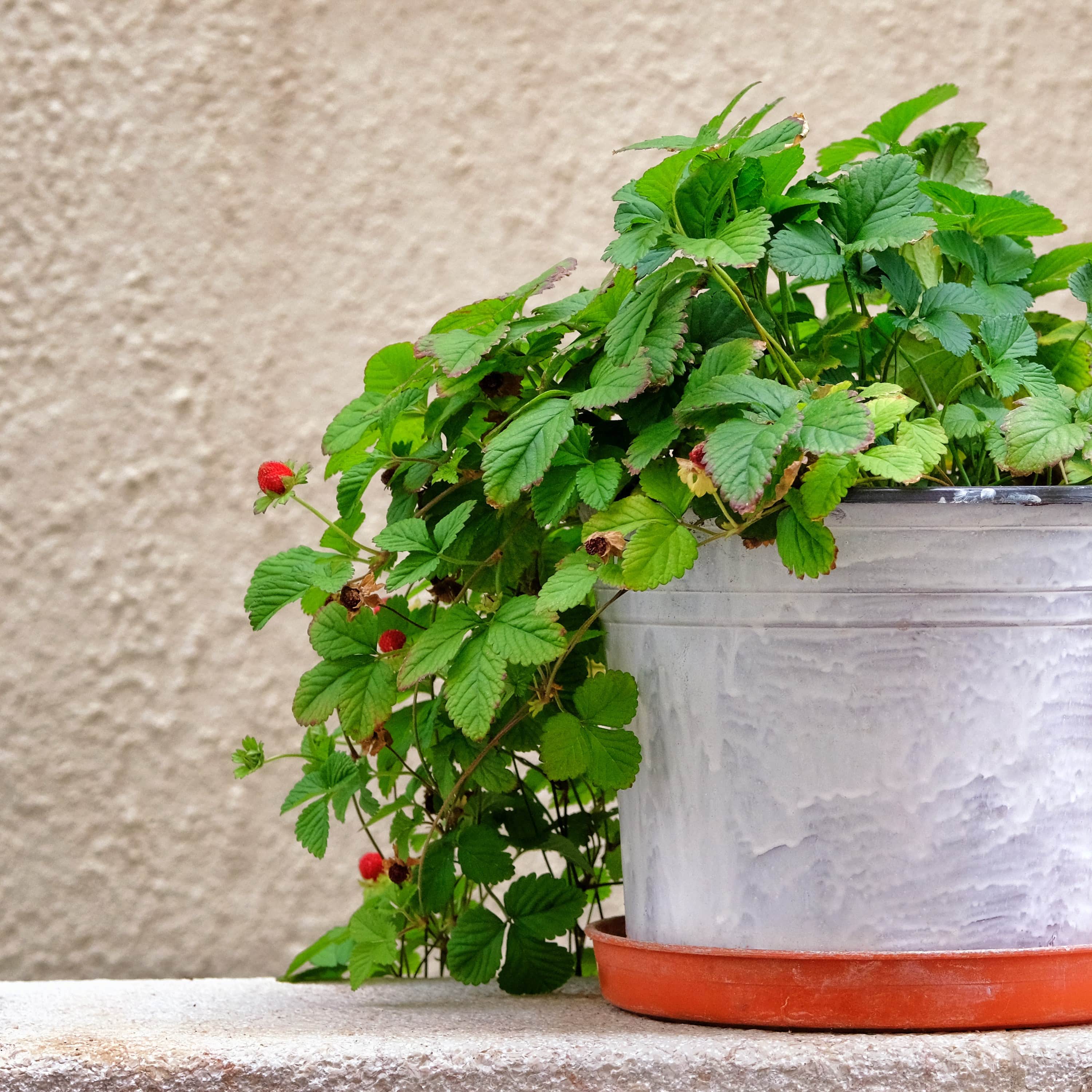 Köp Smultron 'Rügen' - 3 plantor hos din trädgårdsmästare p | Odla.nu