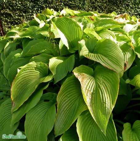 Köp Hosta 'Jurassic Park' 1st barrotad hos din trädgårdsmäs | Odla.nu